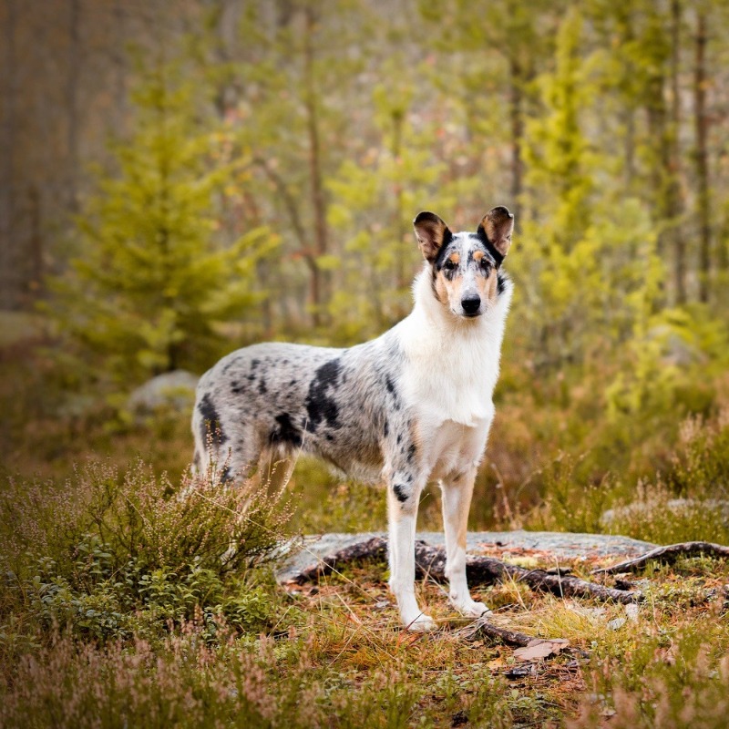 Collie (Smooth) Breeds