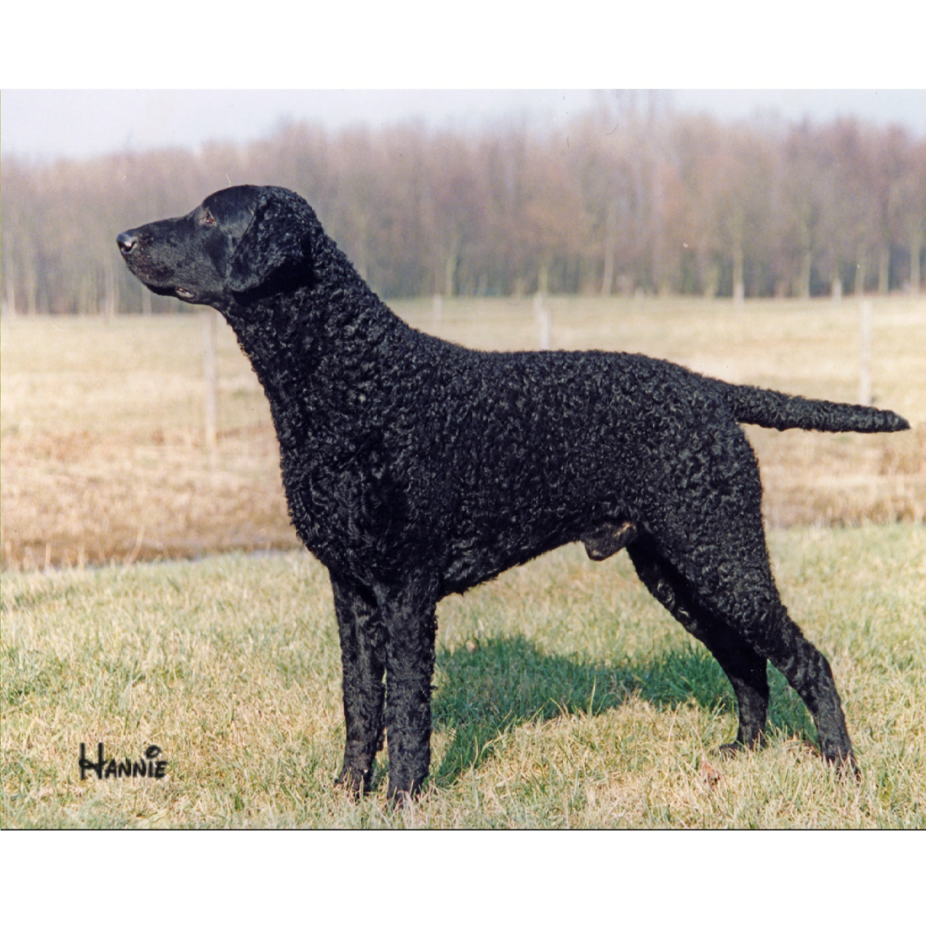 Curly Coated Retriever Breeds