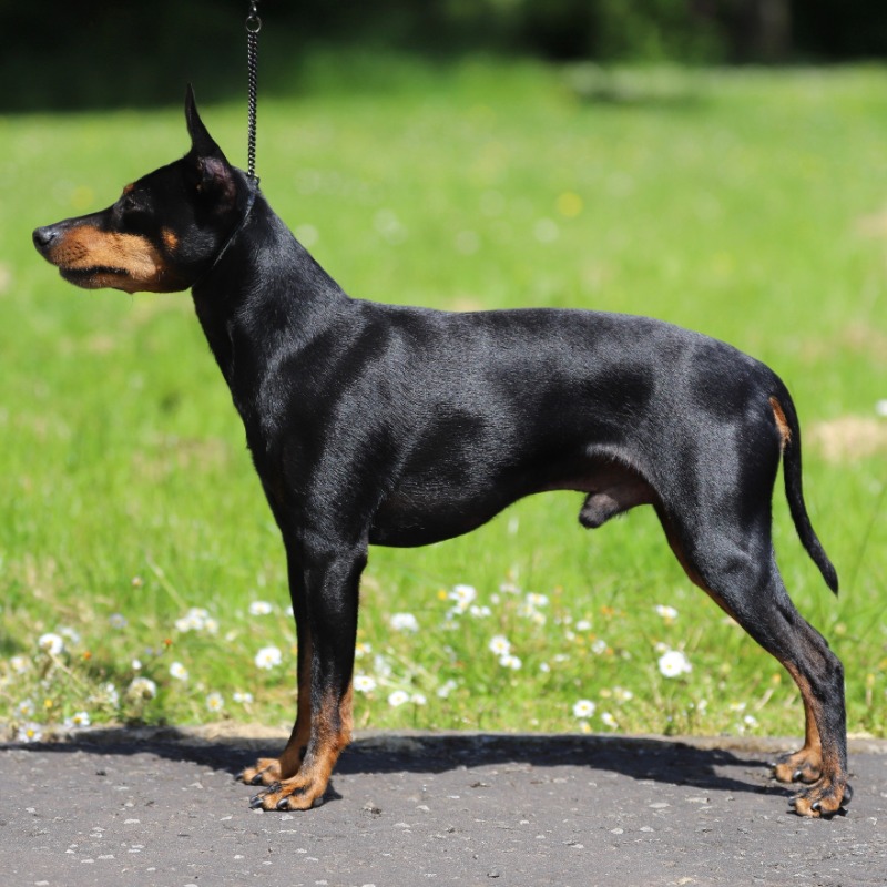 Browse all breeds