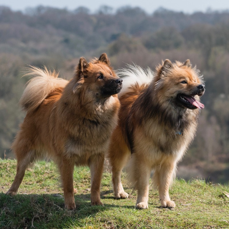 Eurasier Breeds