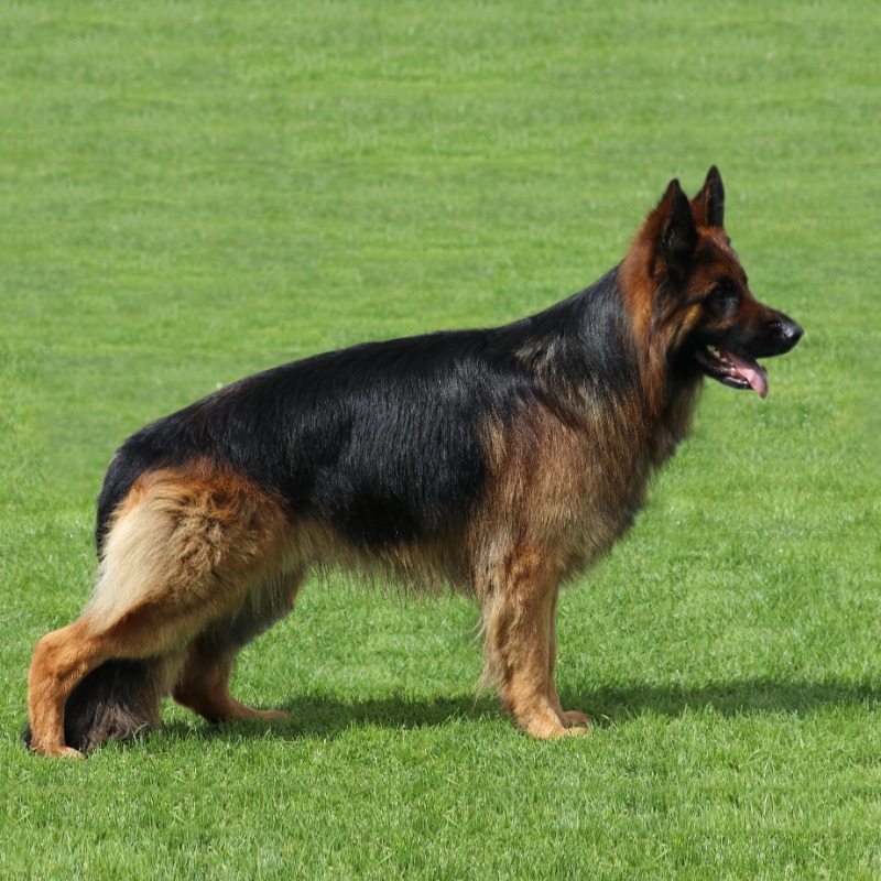 German Shepherd Dog (Long Stock Coat) Breeds