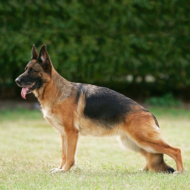 German Shepherd Dog Breeds