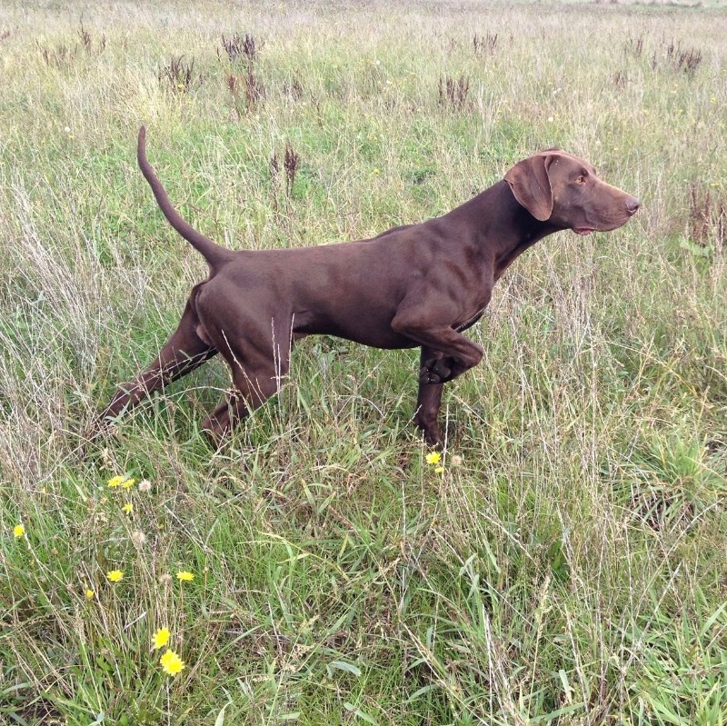 Brown German Shorthaired Pointer Puppies