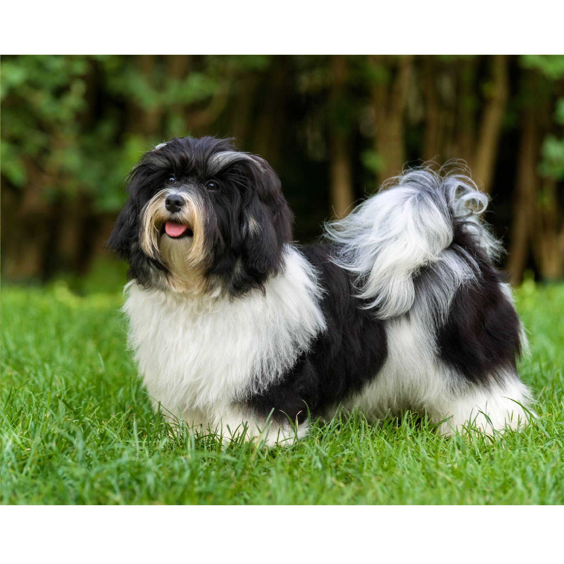 Havanese Breeds