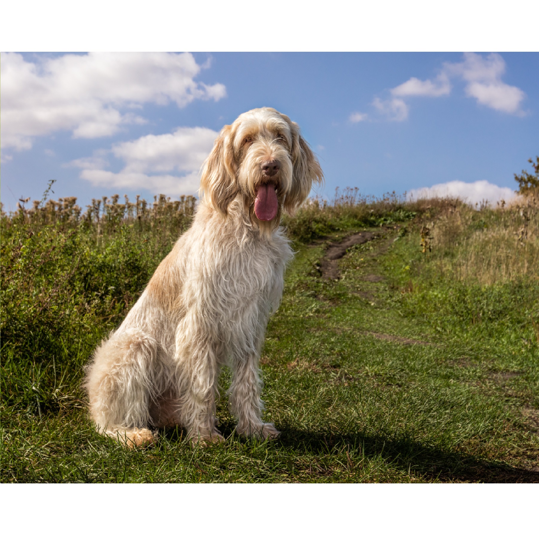 Italian Spinone Breeds