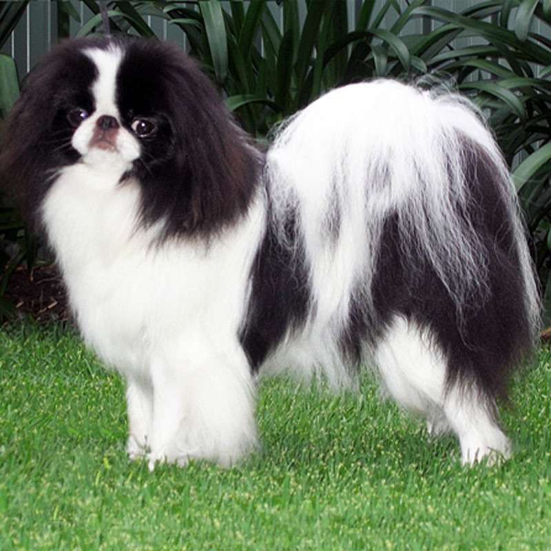 Japanese Chin Breeds