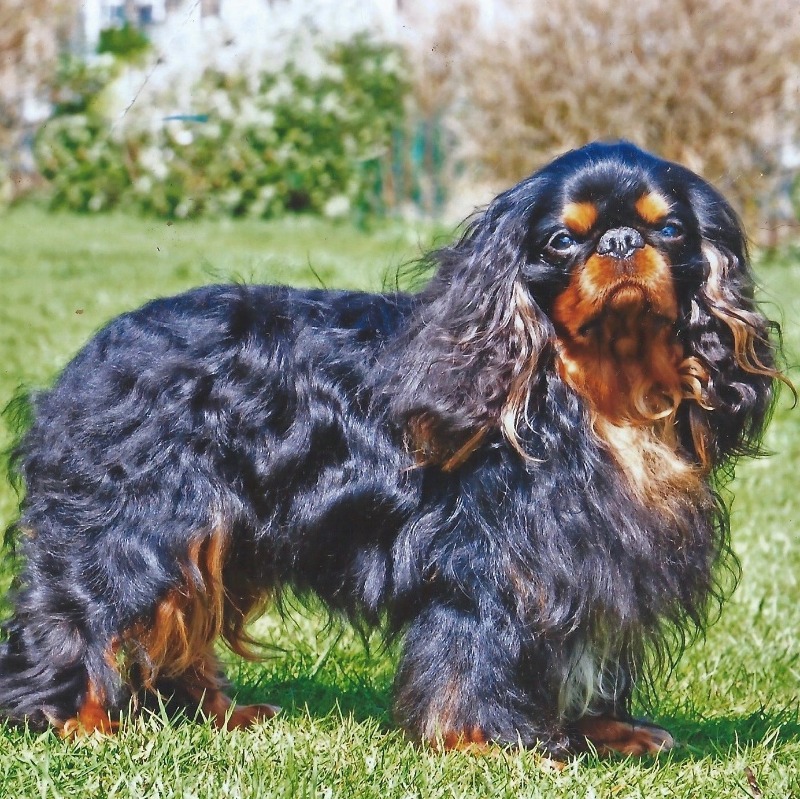 King Charles Spaniel Breeds