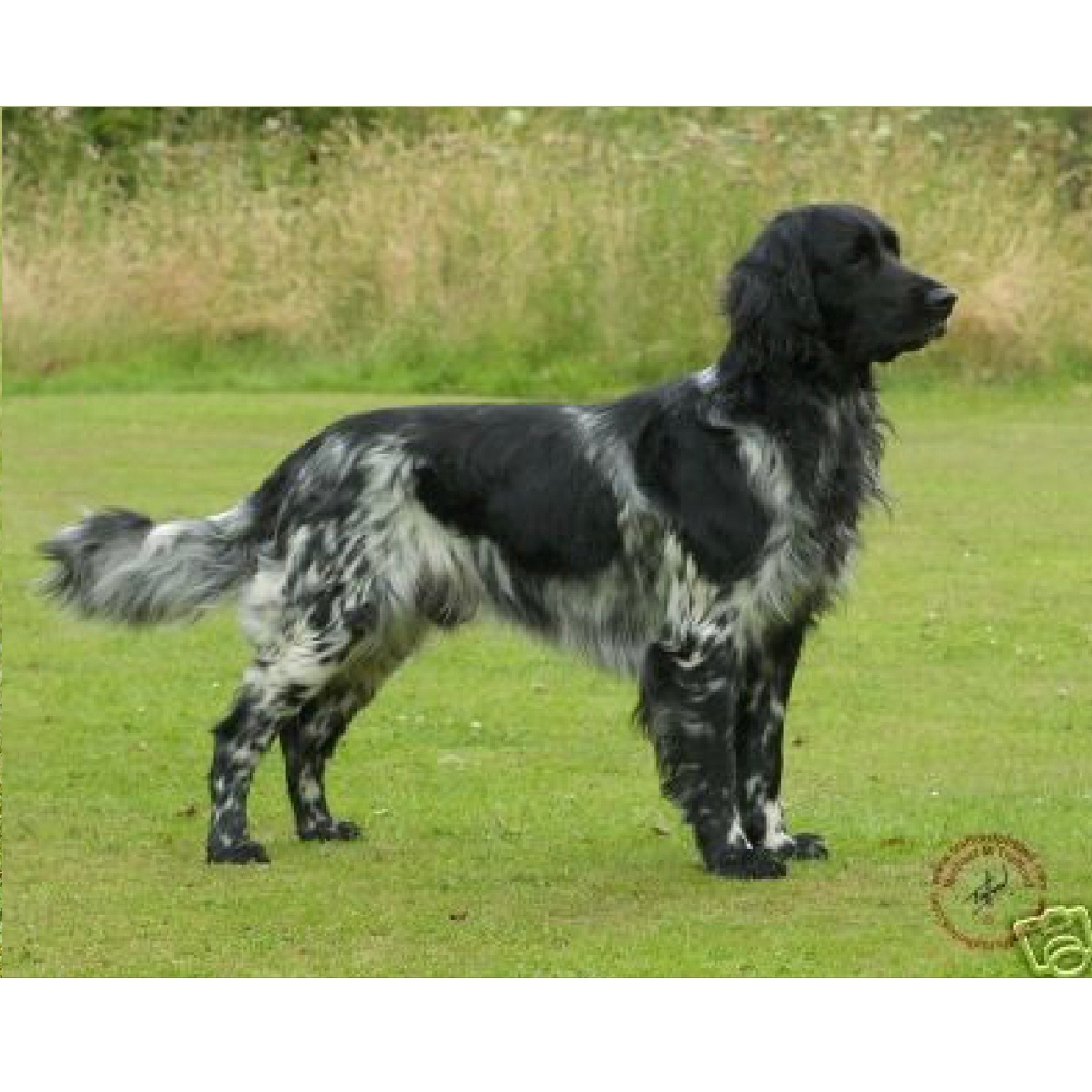 Large Munsterlander Breeds