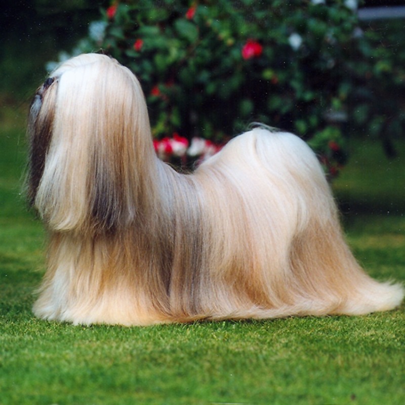 Lhasa Apso Breeds