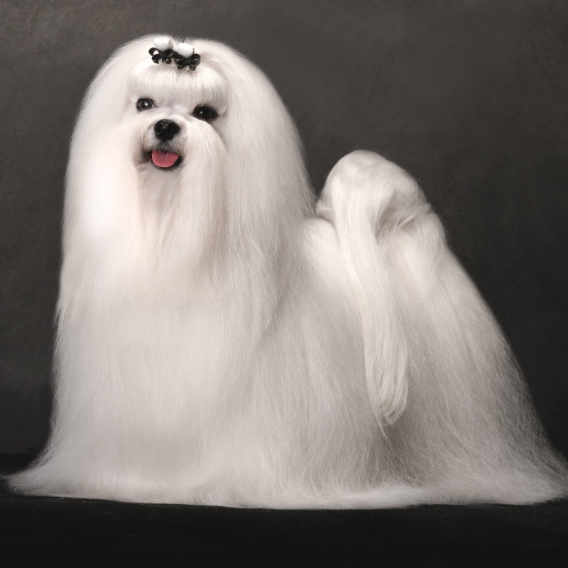 Maltese Breeds