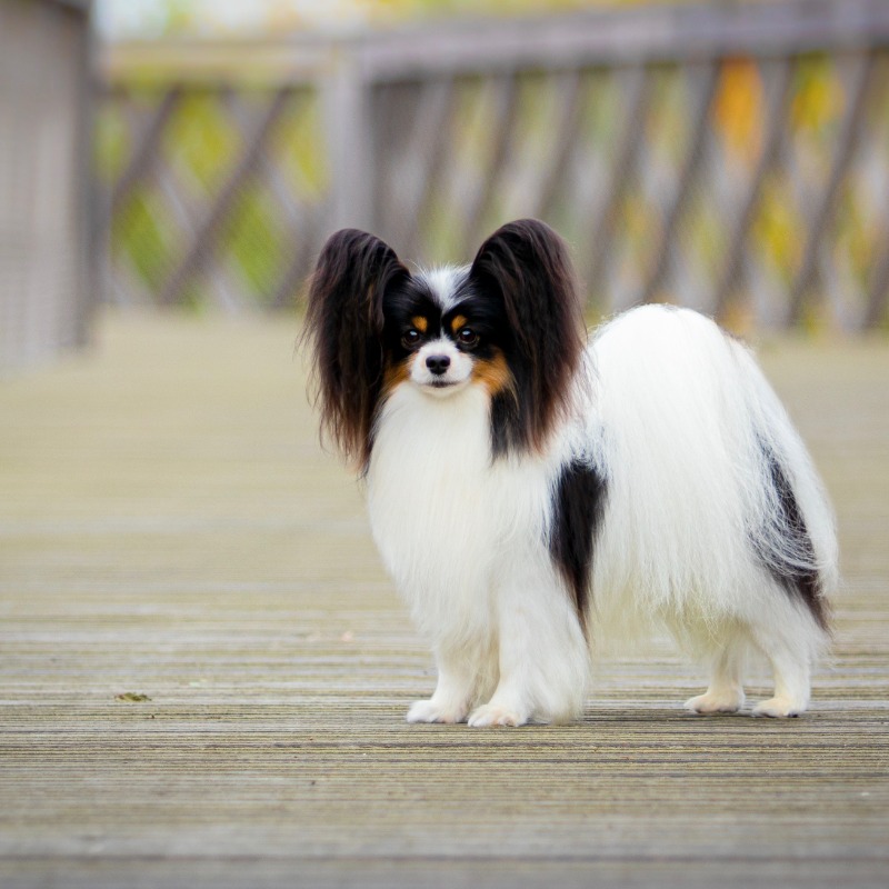 Papillon Breeds