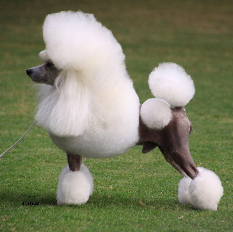 Poodle (Toy) Breeds