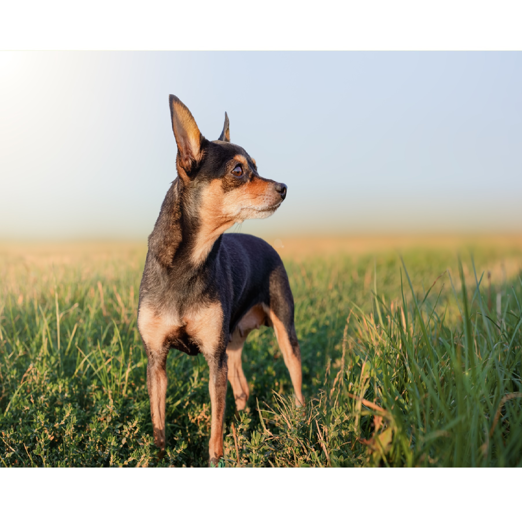 Prague Ratter Breeds