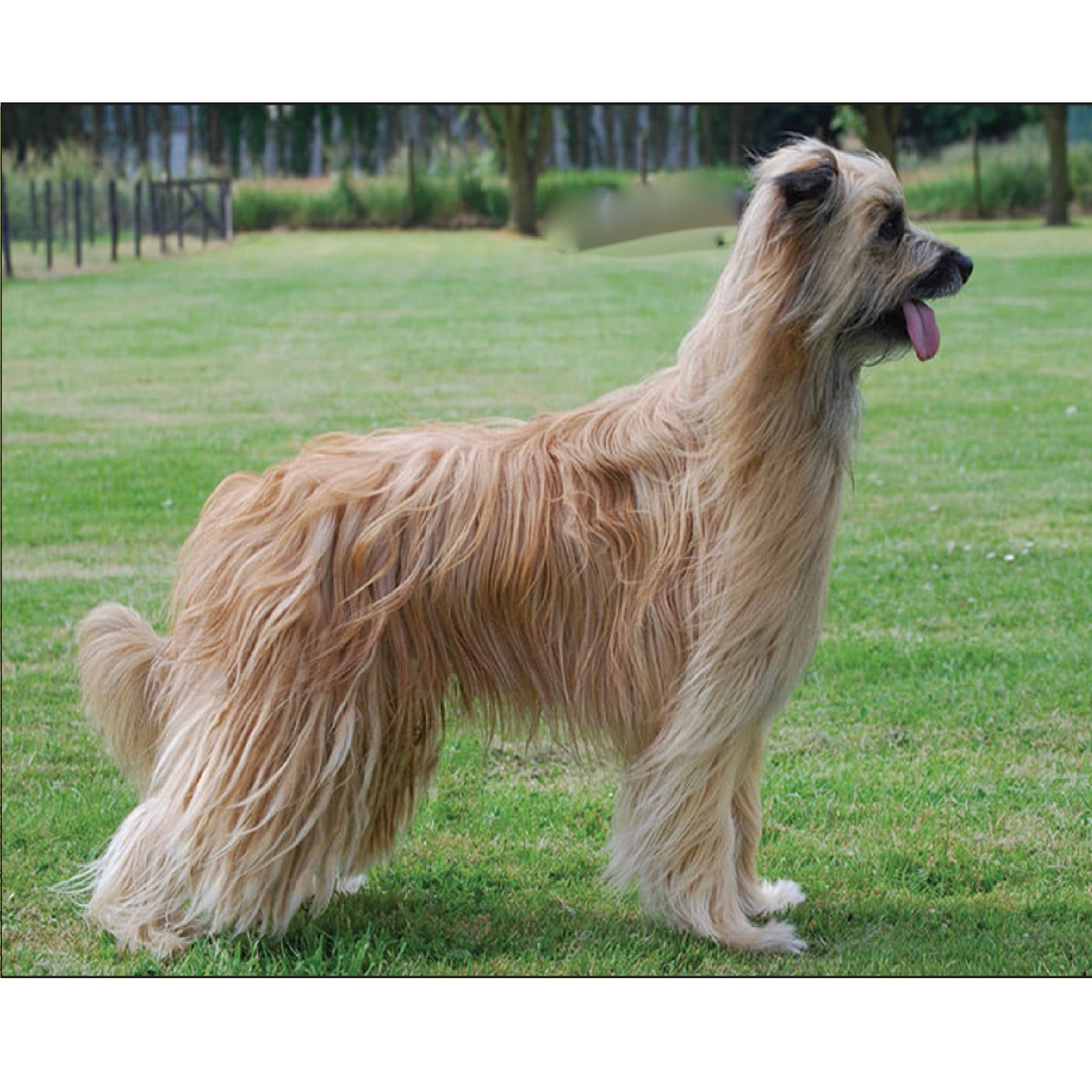 Pyrenean Sheepdog Longhaired Breeds