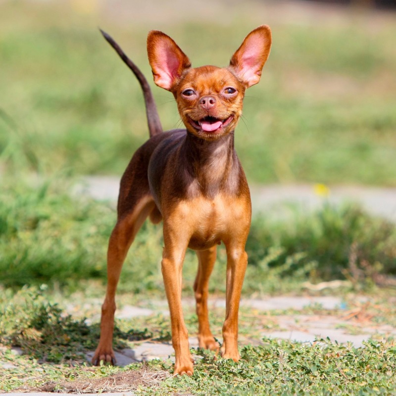 Russian Toy (Smooth Haired) Breeds