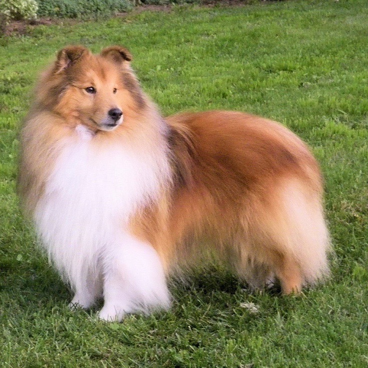 Shetland Sheepdog Breeds
