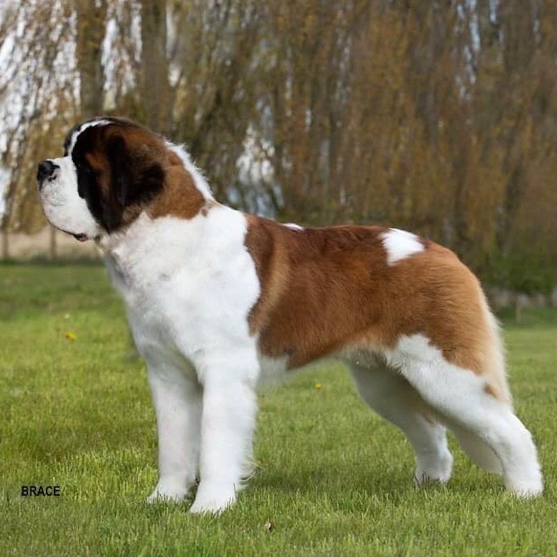 St Bernard Breeds